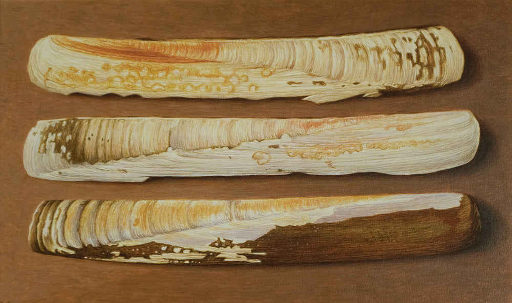 Dylan Waldron Razor Shells – Goldmark