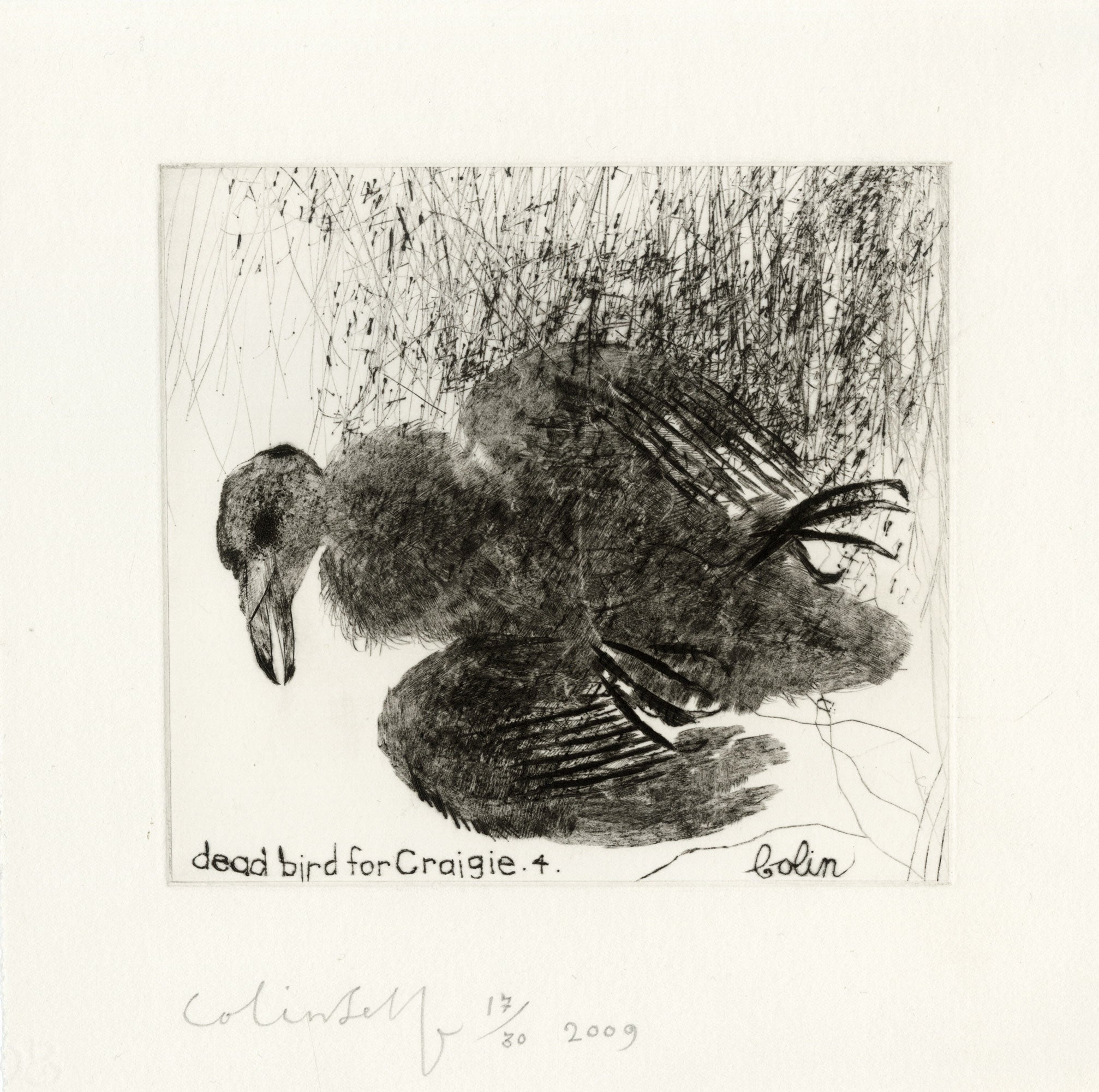 Colin Self Dead Bird for Craigie No 4 (Pigeon fledgling) – Goldmark