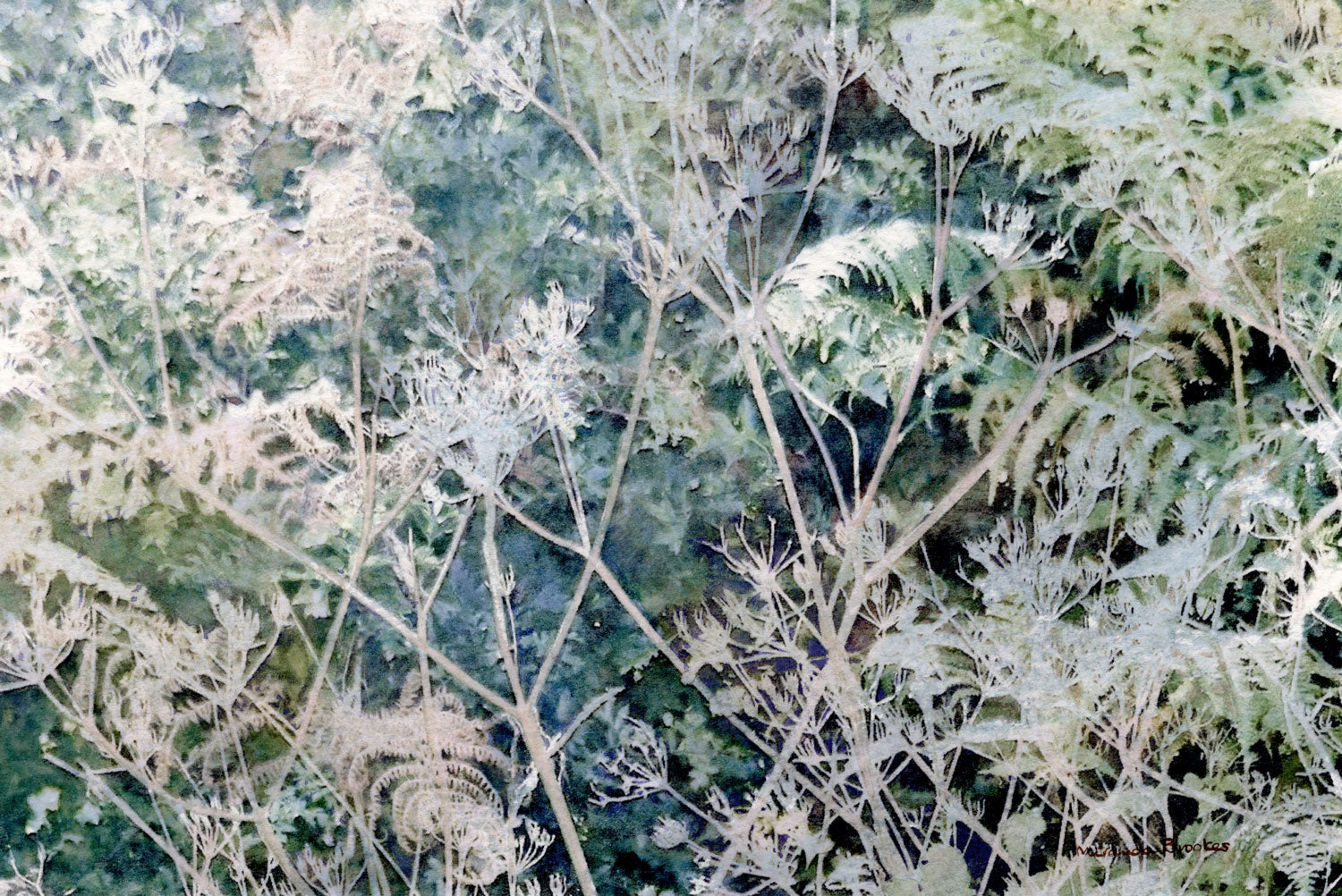 Miranda Brookes Cow Parsley in the Sunshine – Goldmark