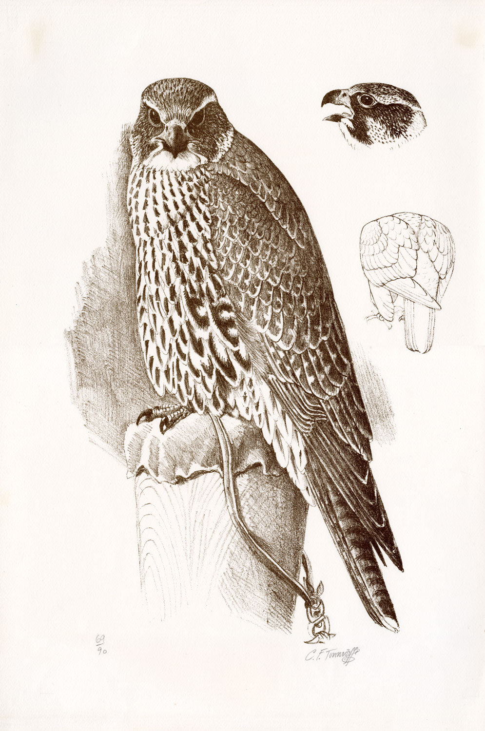 C F Tunnicliffe Set of ten lithographs Hawks and Falcons – Goldmark