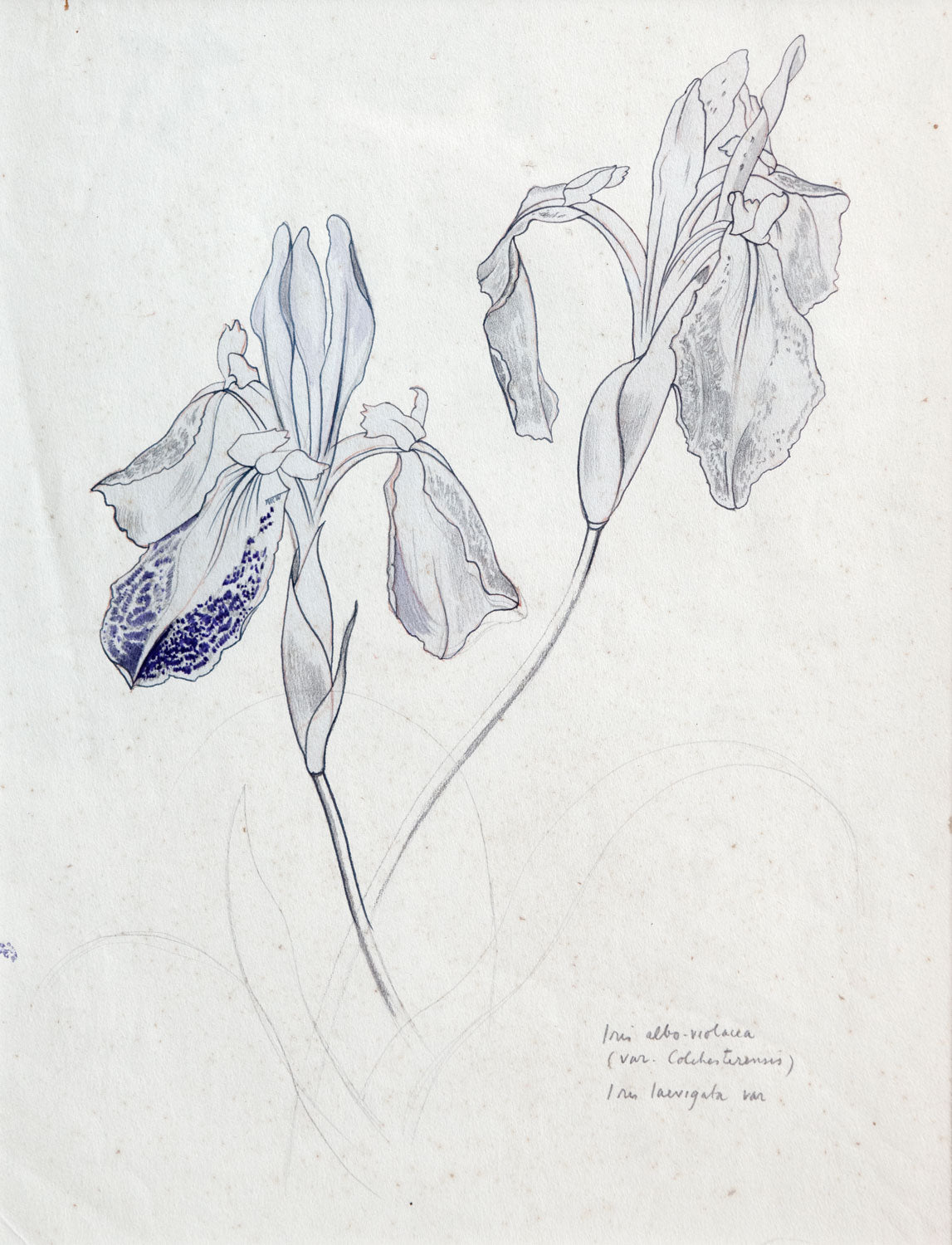 John Nash Iris Albo-Violana – Goldmark