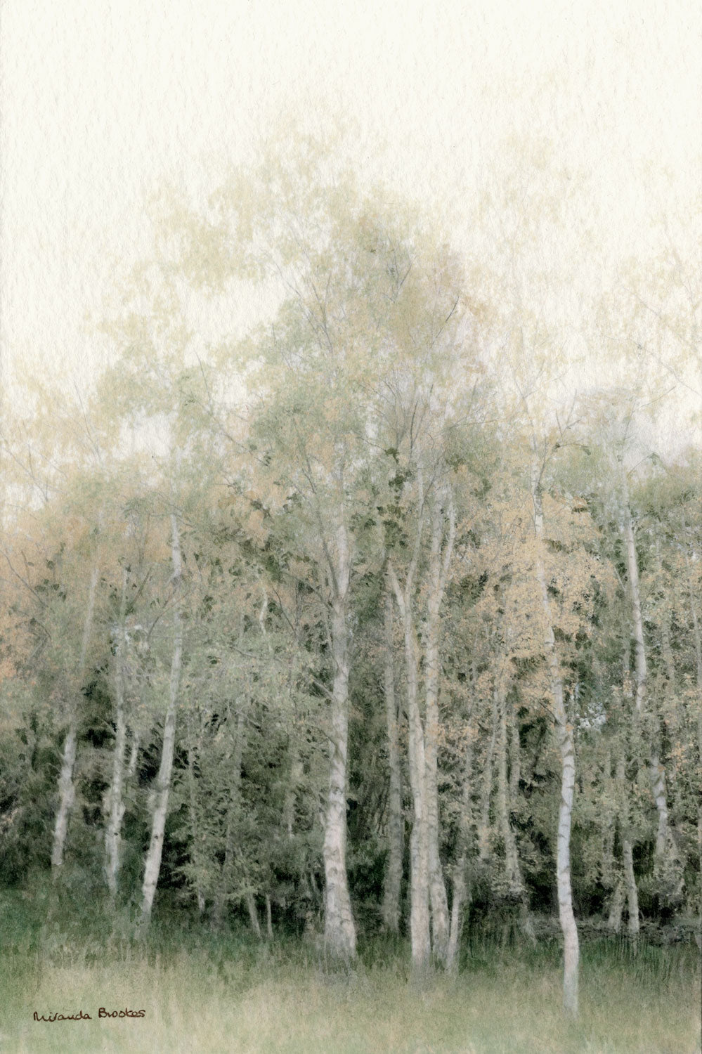 Miranda Brookes Birch Trees at Dawn – Goldmark