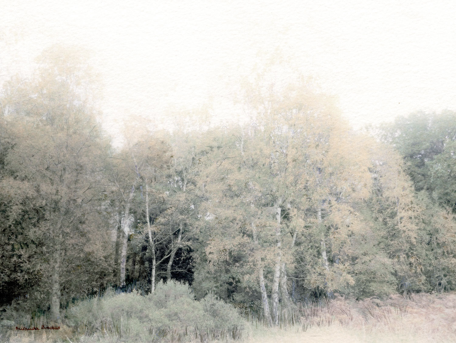 Miranda Brookes Birch Trees in the Sunshine – Goldmark